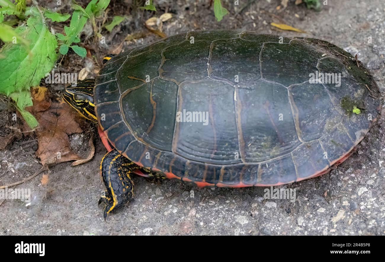 Painted turtle crawling along the edge of a pavement on a spring ...