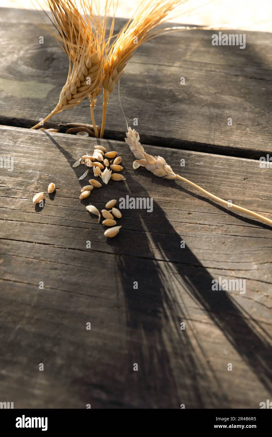 Ears of wheat illuminated by the sun on a wooden table with grains ...