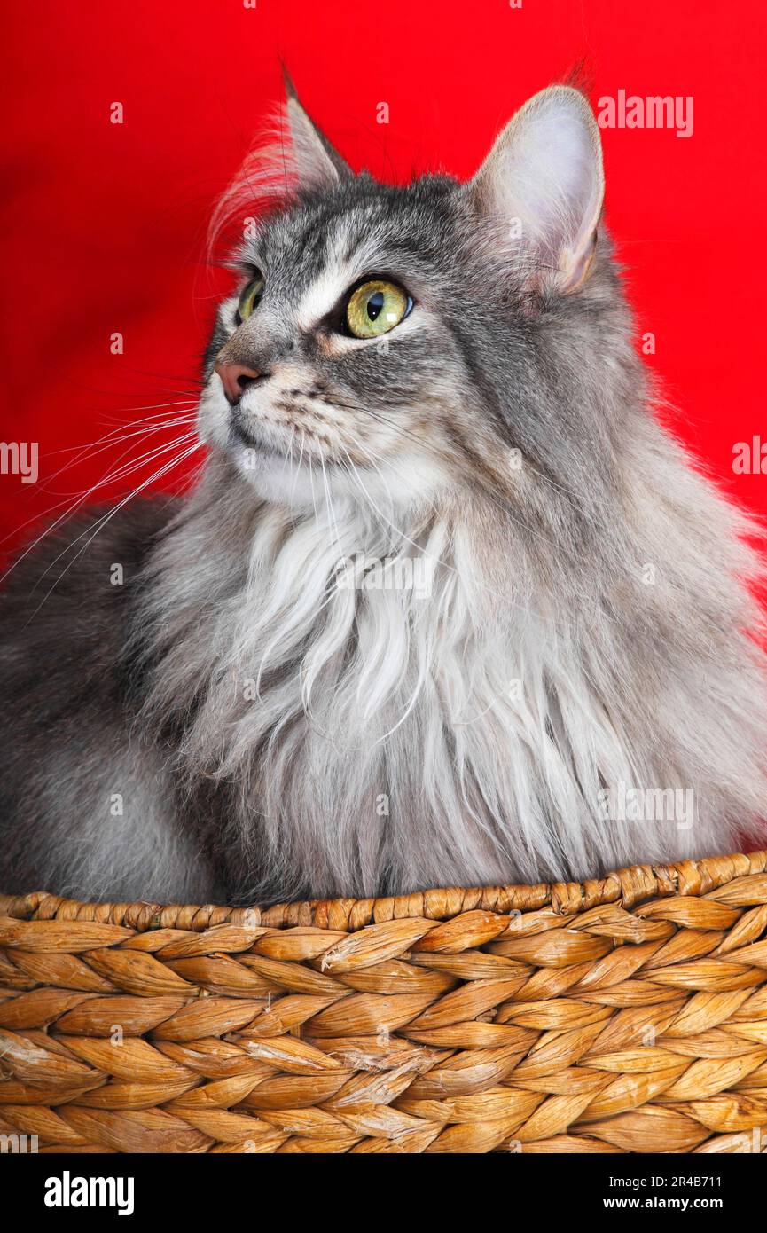 Maine coon cat, domestic cat (Felis catus), studio shot, Schleswig ...