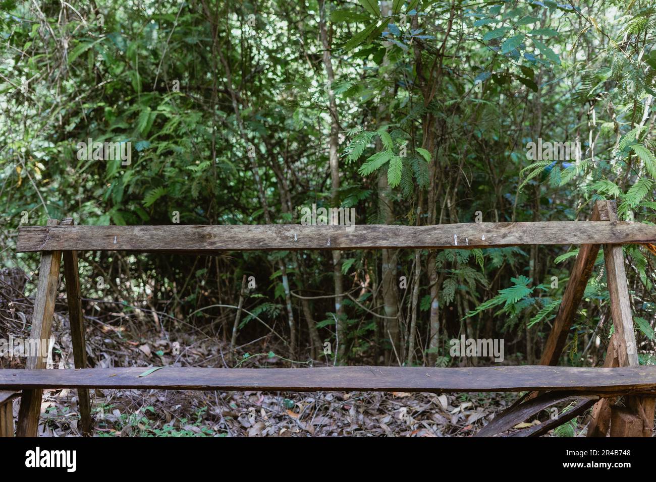 An outdoor wooden bench perched atop two intertwined tree branches ...