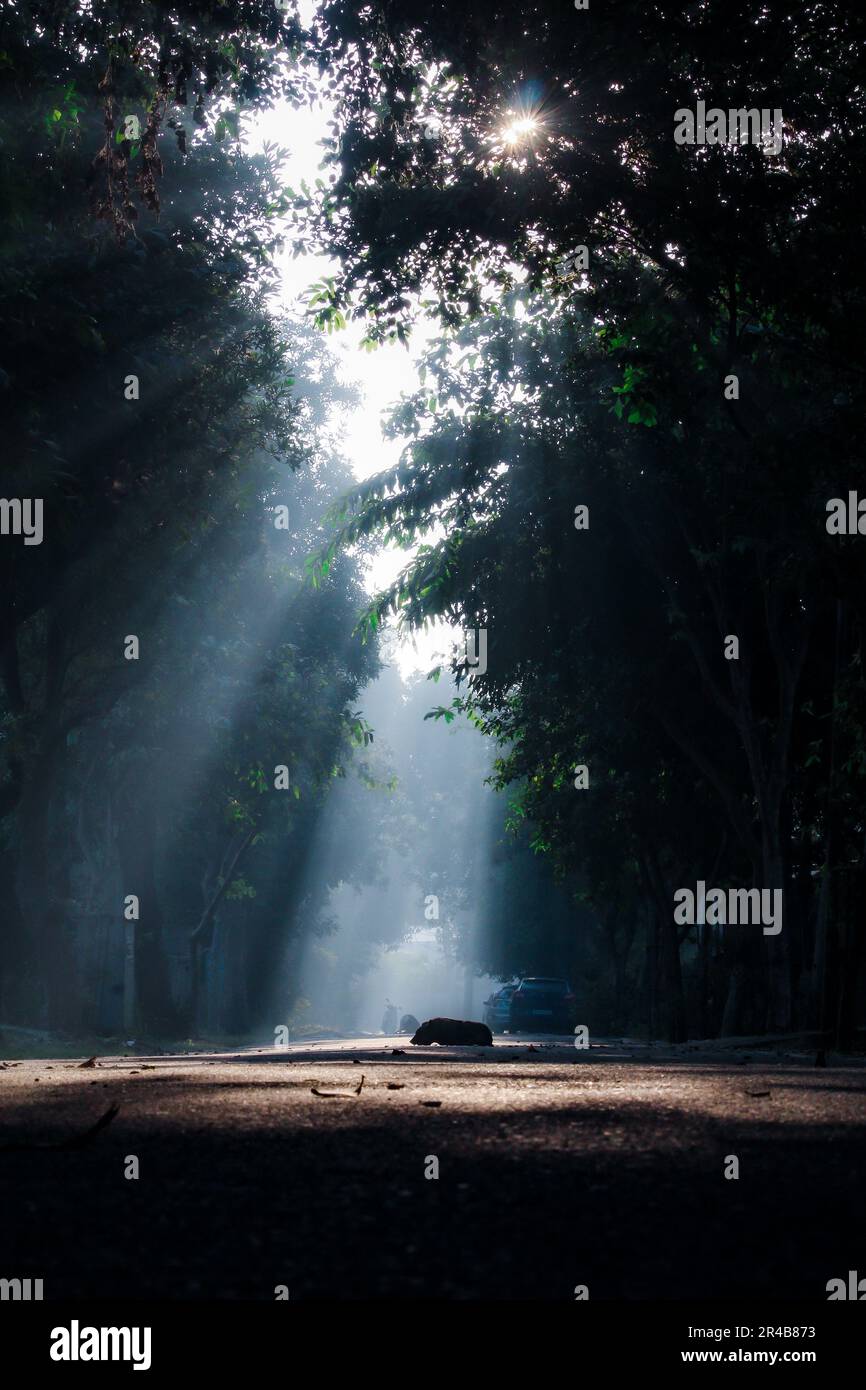 A sun-soaked pathway weaving through a lush forest, illuminated by the ...