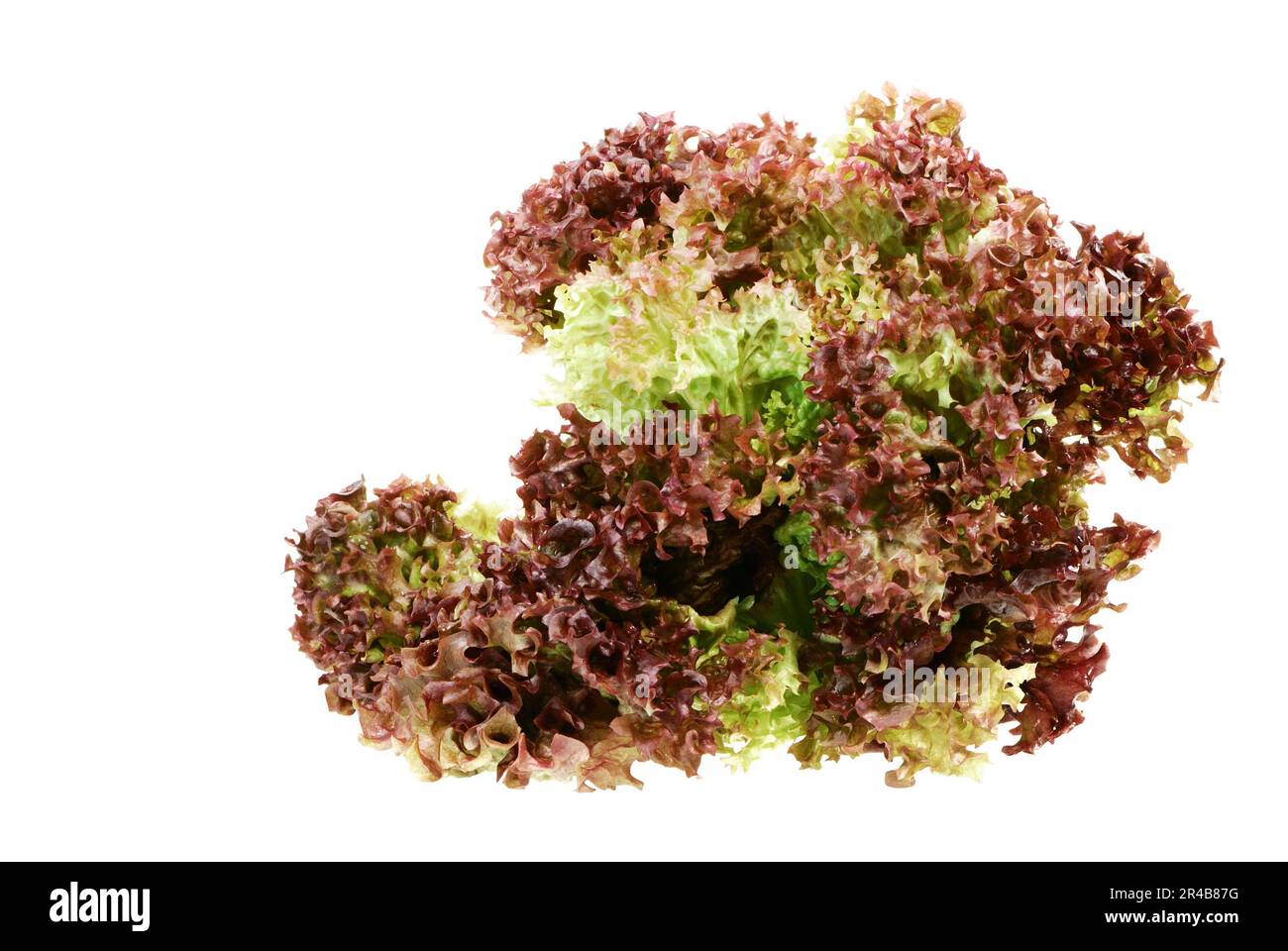 Lollo Rosso, red batavia lettuce Stock Photo - Alamy