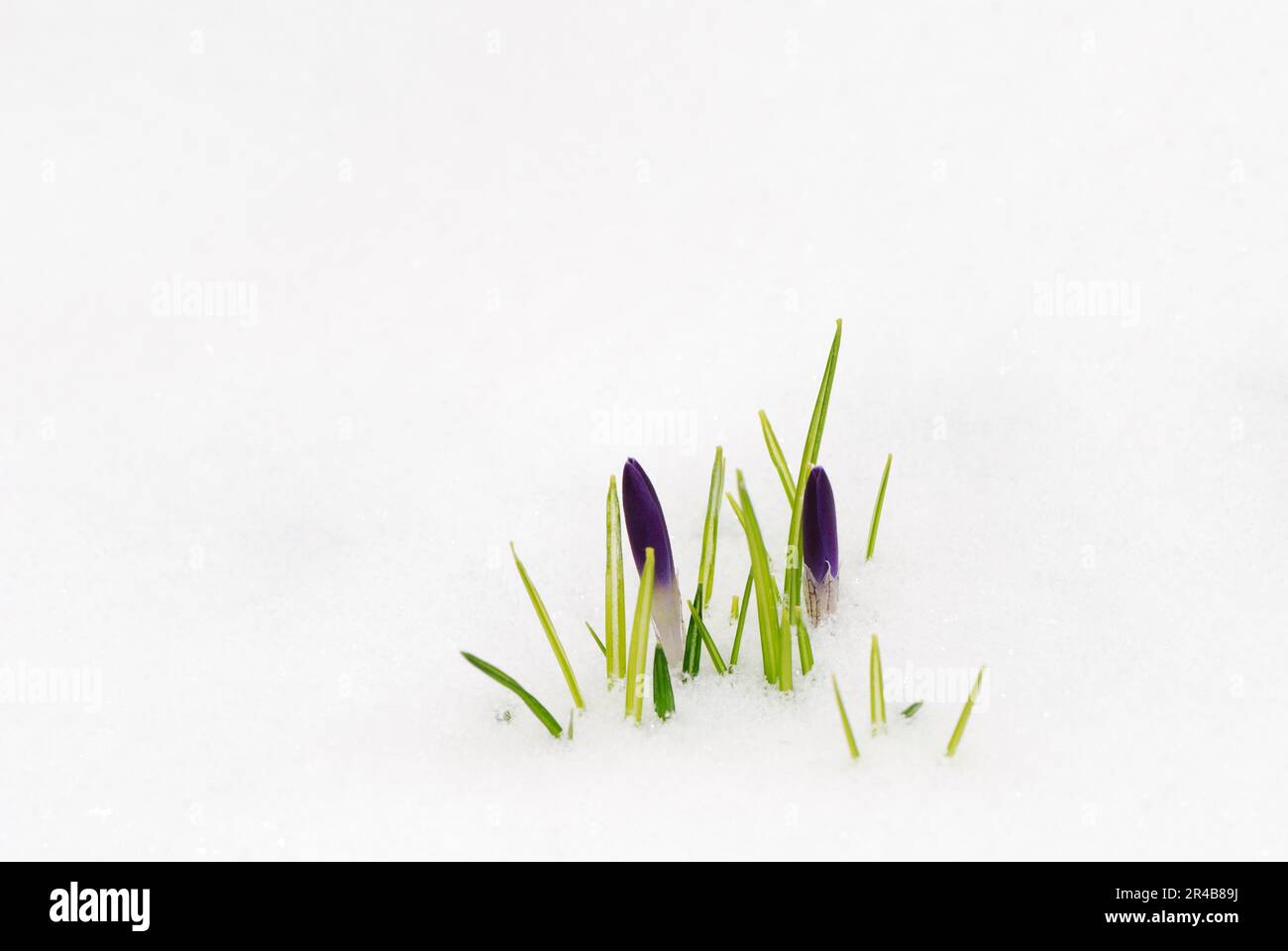 Spring is arriving, crocus bud in the snow Stock Photo - Alamy