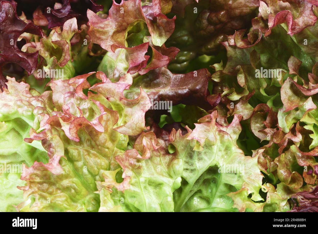 Lollo Rosso, red batavia lettuce Stock Photo - Alamy