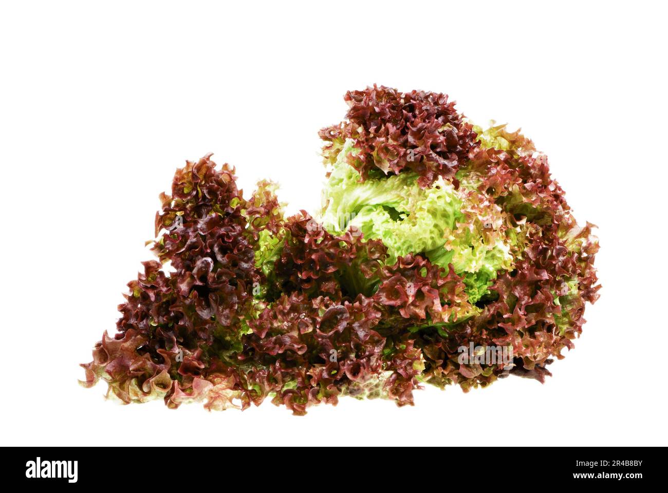 Lollo Rosso, red batavia lettuce Stock Photo - Alamy