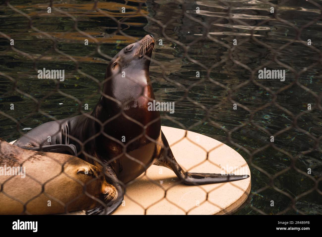 A view of two sea lions lounging on a rock in a pond at a zoo, as seen ...