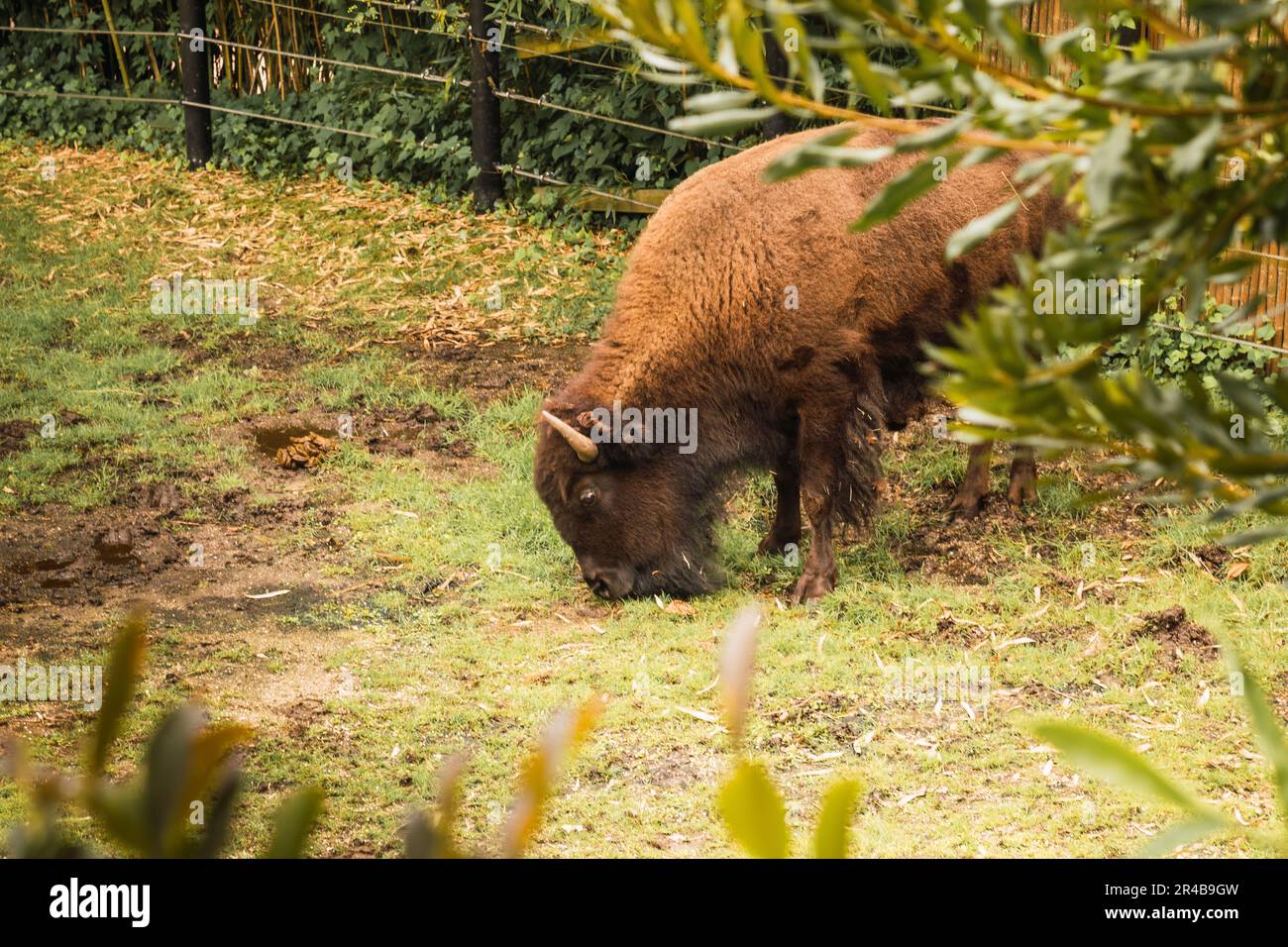A large American Bison is grazing in an outdoor enclosure on a sunny ...
