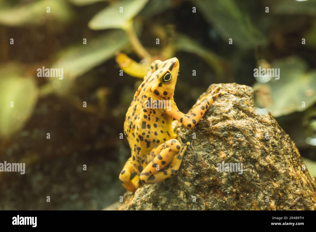 Frog Yellow With Black Spots
