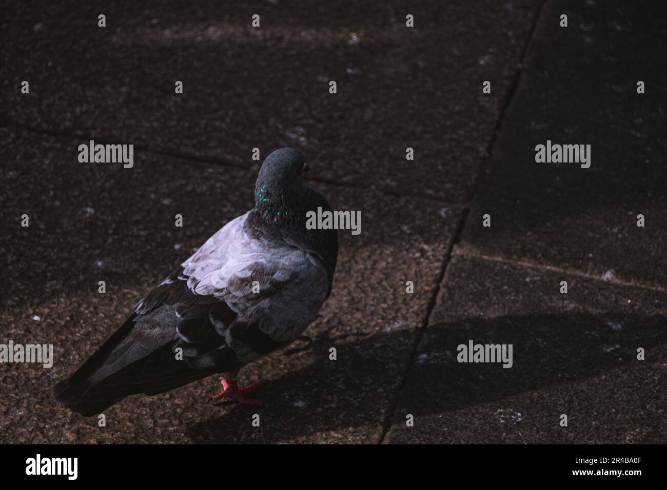 A pigeon perched on the wet pavement of a city street at night during a ...