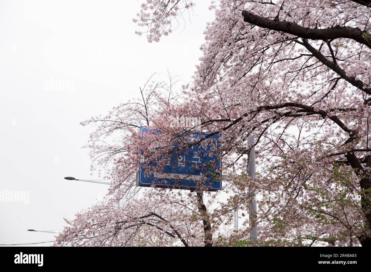 Japanese cherry (Prunus serrulata), Seoul, South Korea, blossoms ...