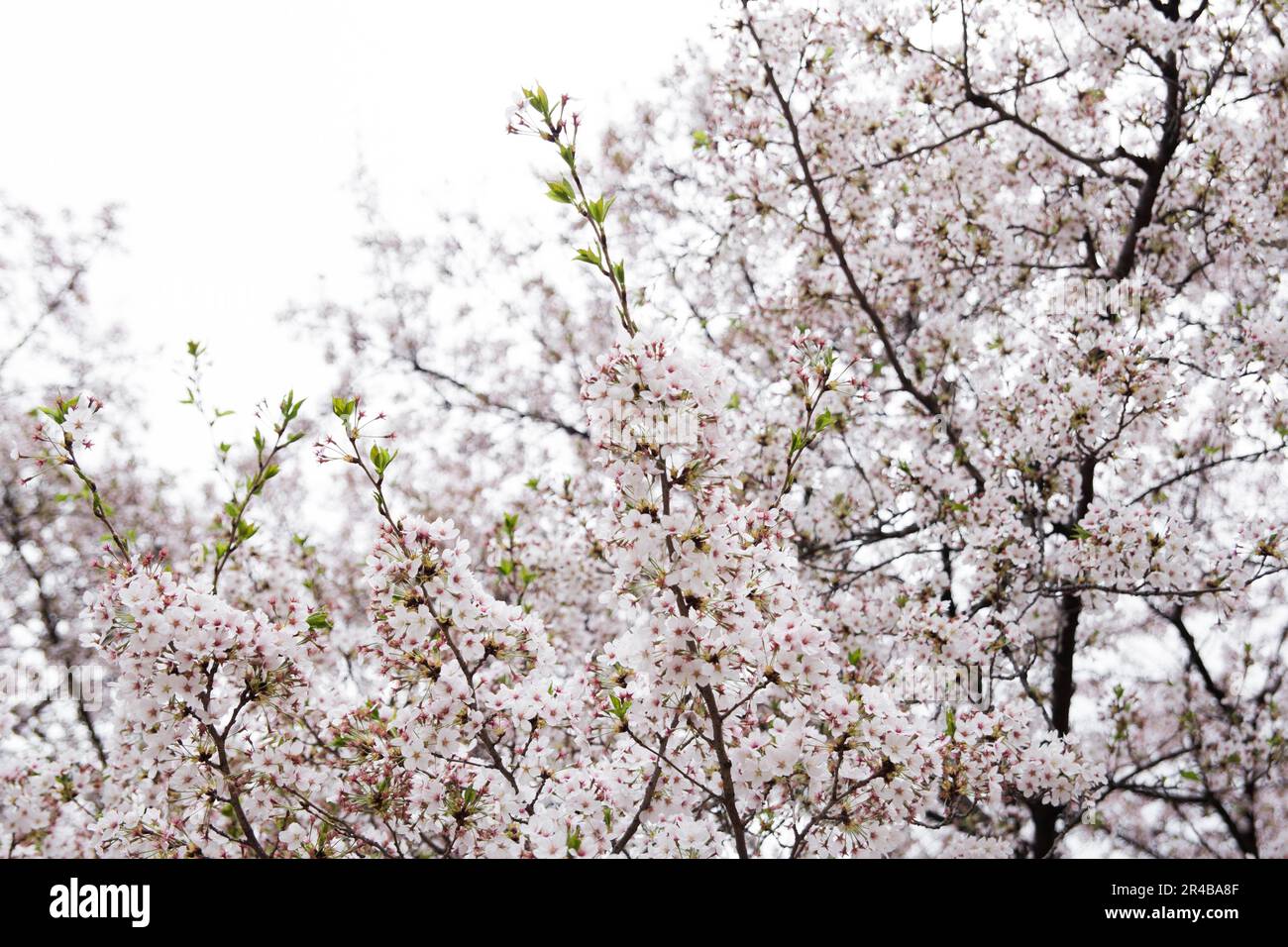 Japanese cherry (Prunus serrulata), Seoul, South Korea, flowers, branch ...