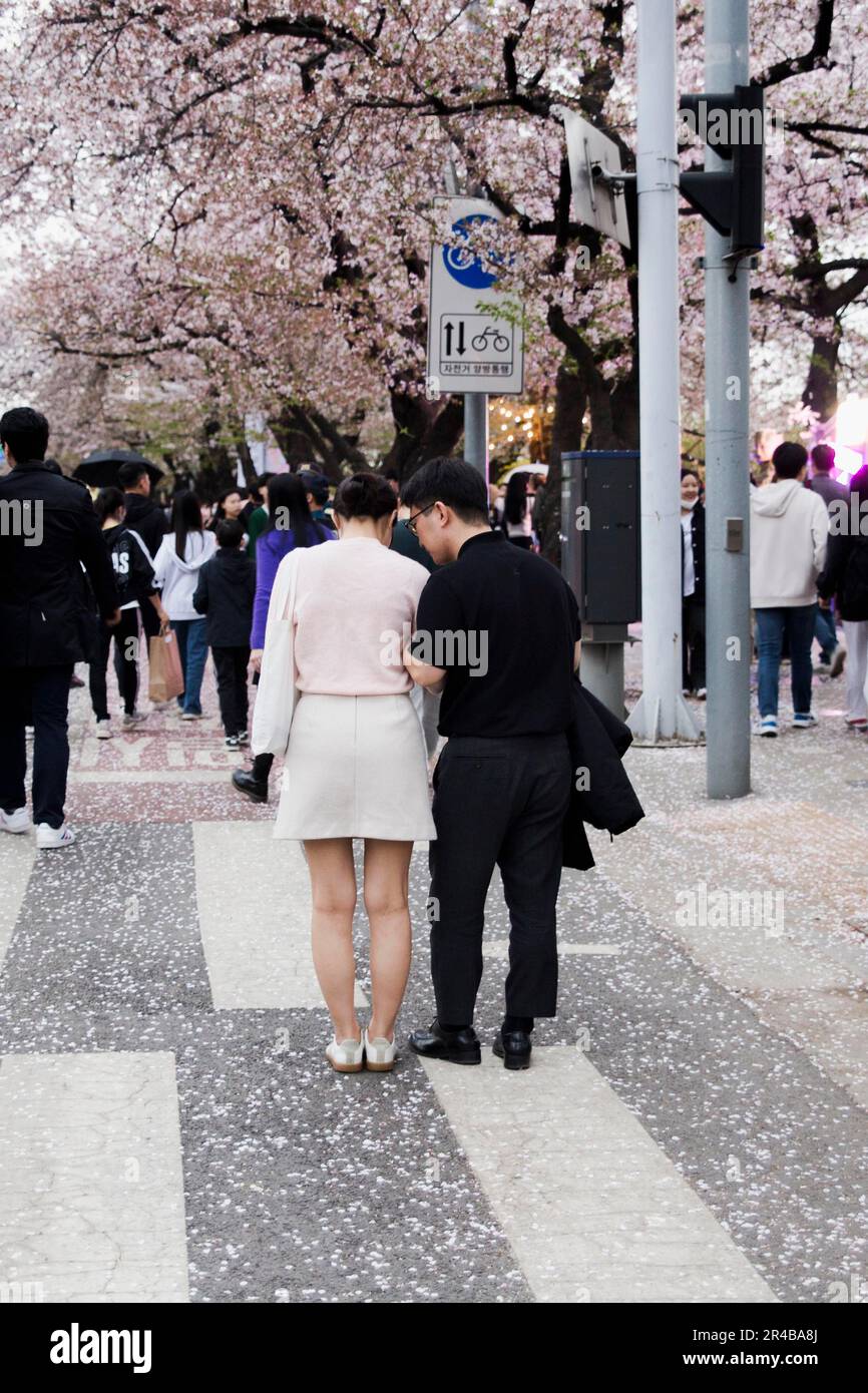 Japanese cherry (Prunus serrulata), couple standing on the street under ...