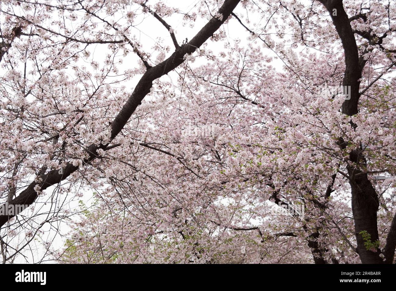 Japanese cherry (Prunus serrulata), Seoul, South Korea, flowers, branch ...
