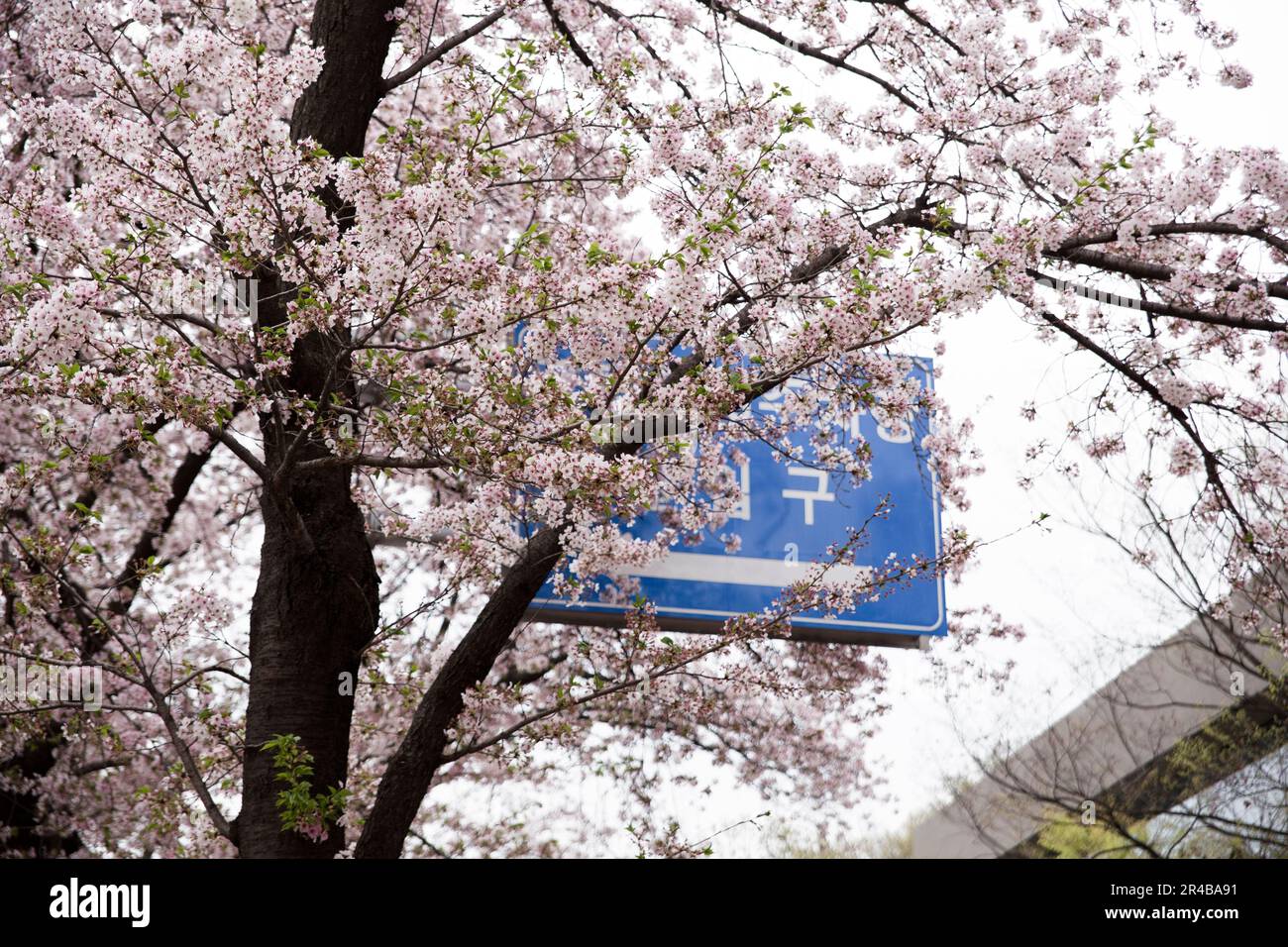 Japanese cherry (Prunus serrulata), Seoul, South Korea, blossoms ...