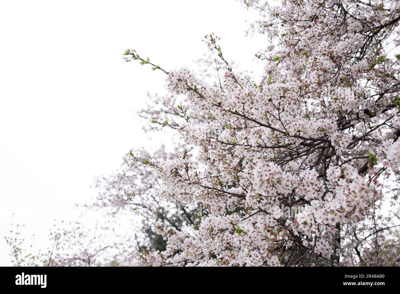 Japanese cherry (Prunus serrulata), Seoul, South Korea, flowers, branch ...