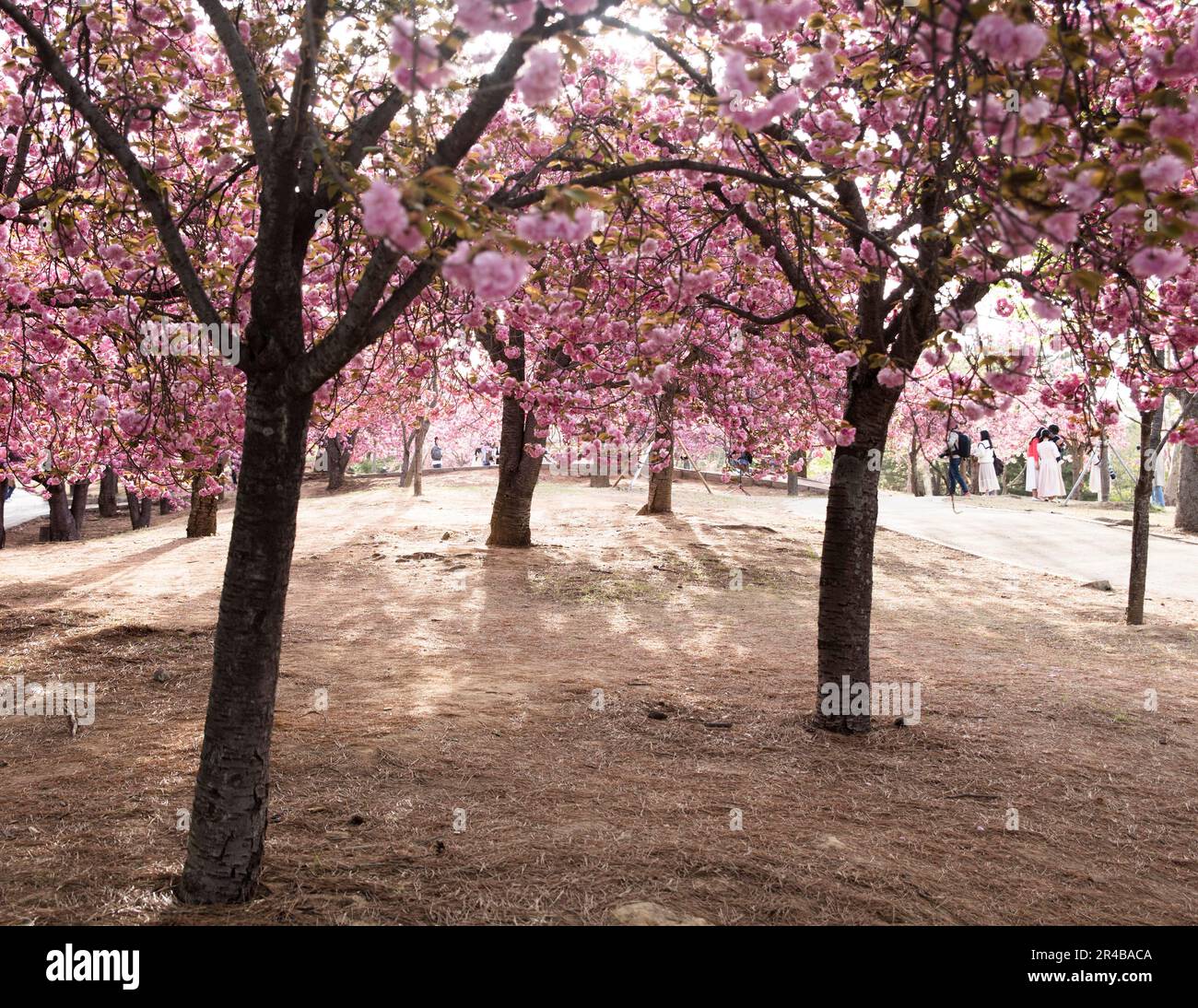 Japanese cherry (Prunus serrulata) in South Korea, branch, deciduous ...