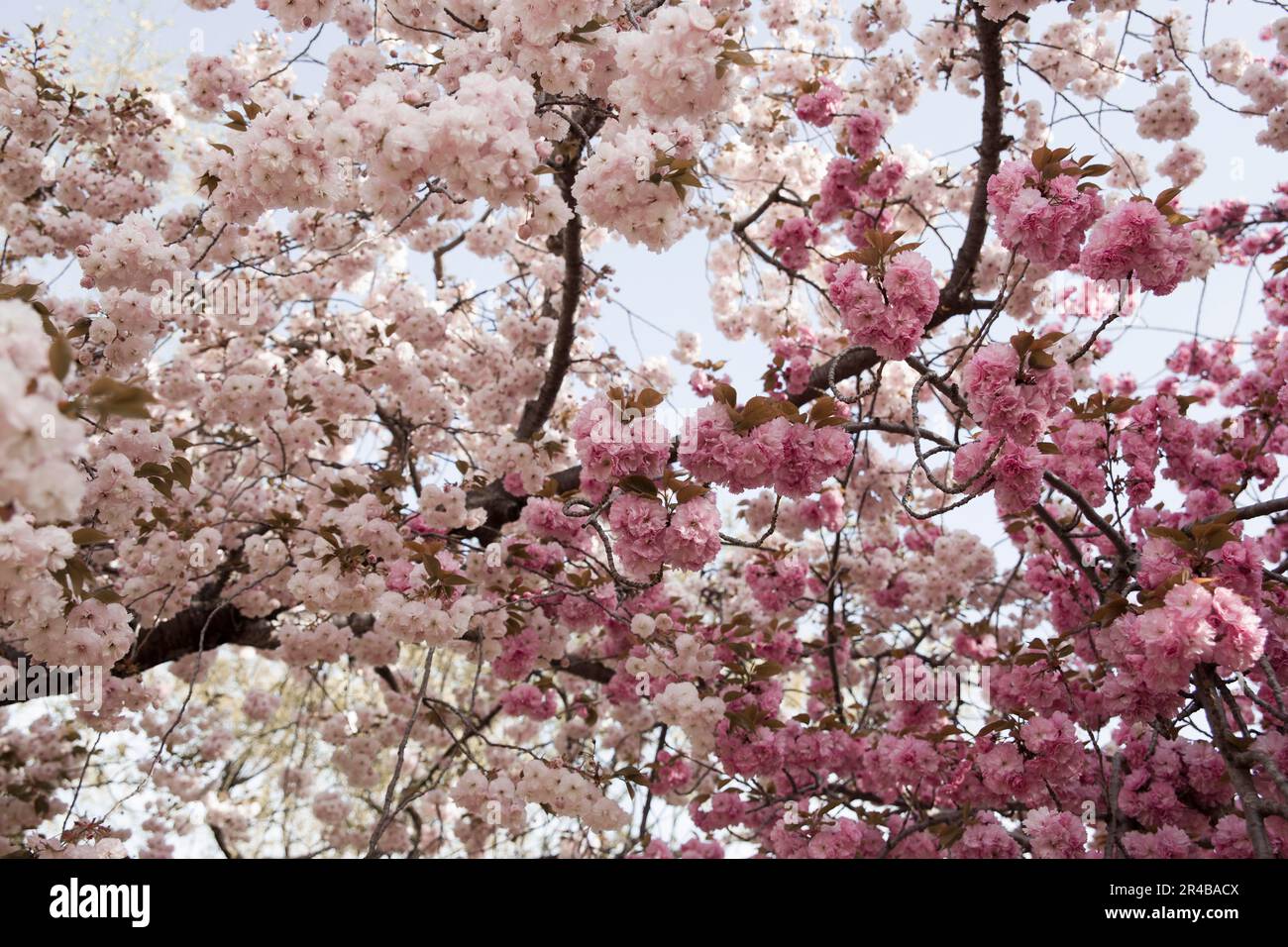 Japanese cherry (Prunus serrulata) in South Korea, branch, deciduous ...