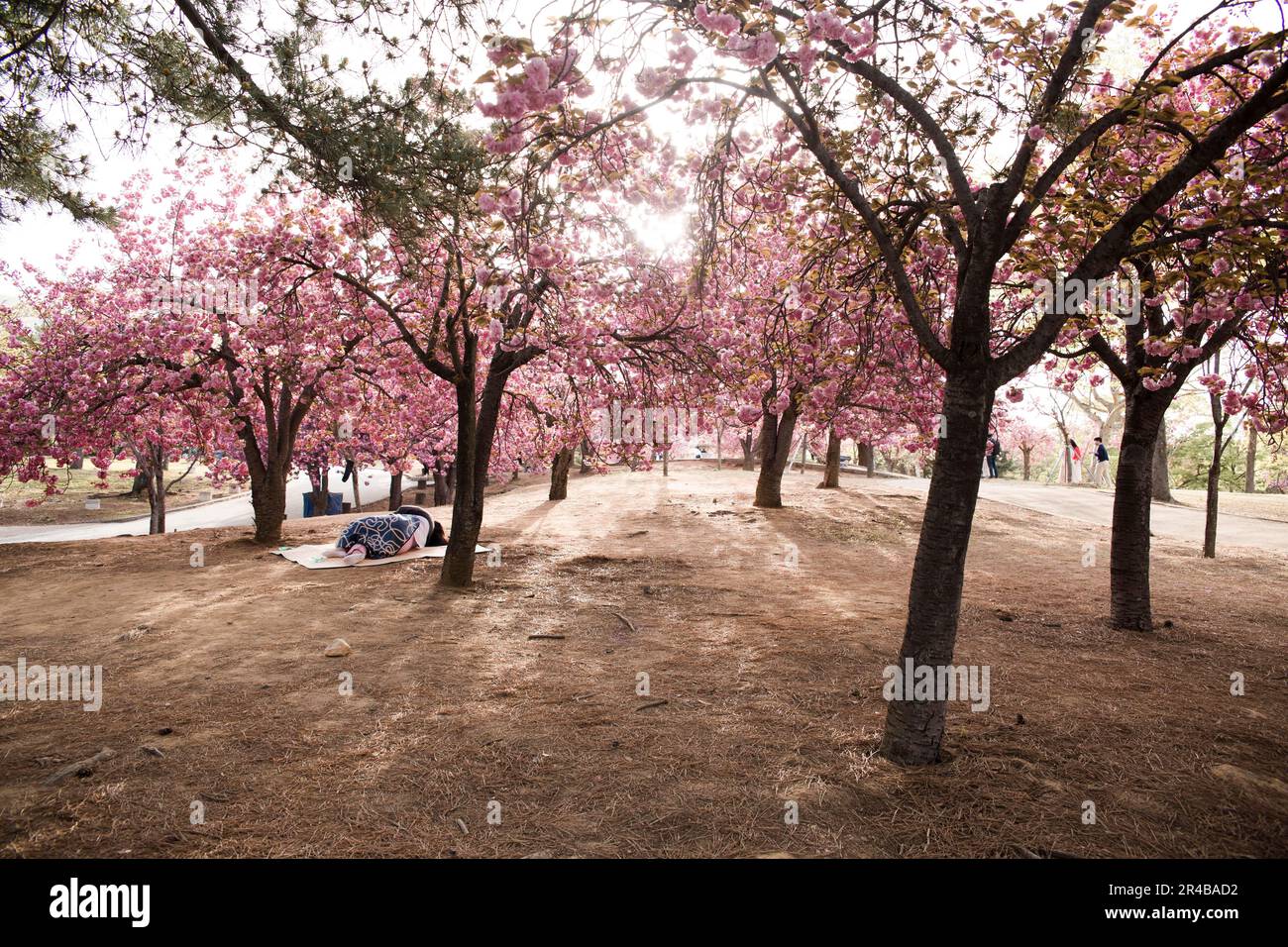 Japanese cherry (Prunus serrulata) in South Korea, branch, deciduous ...