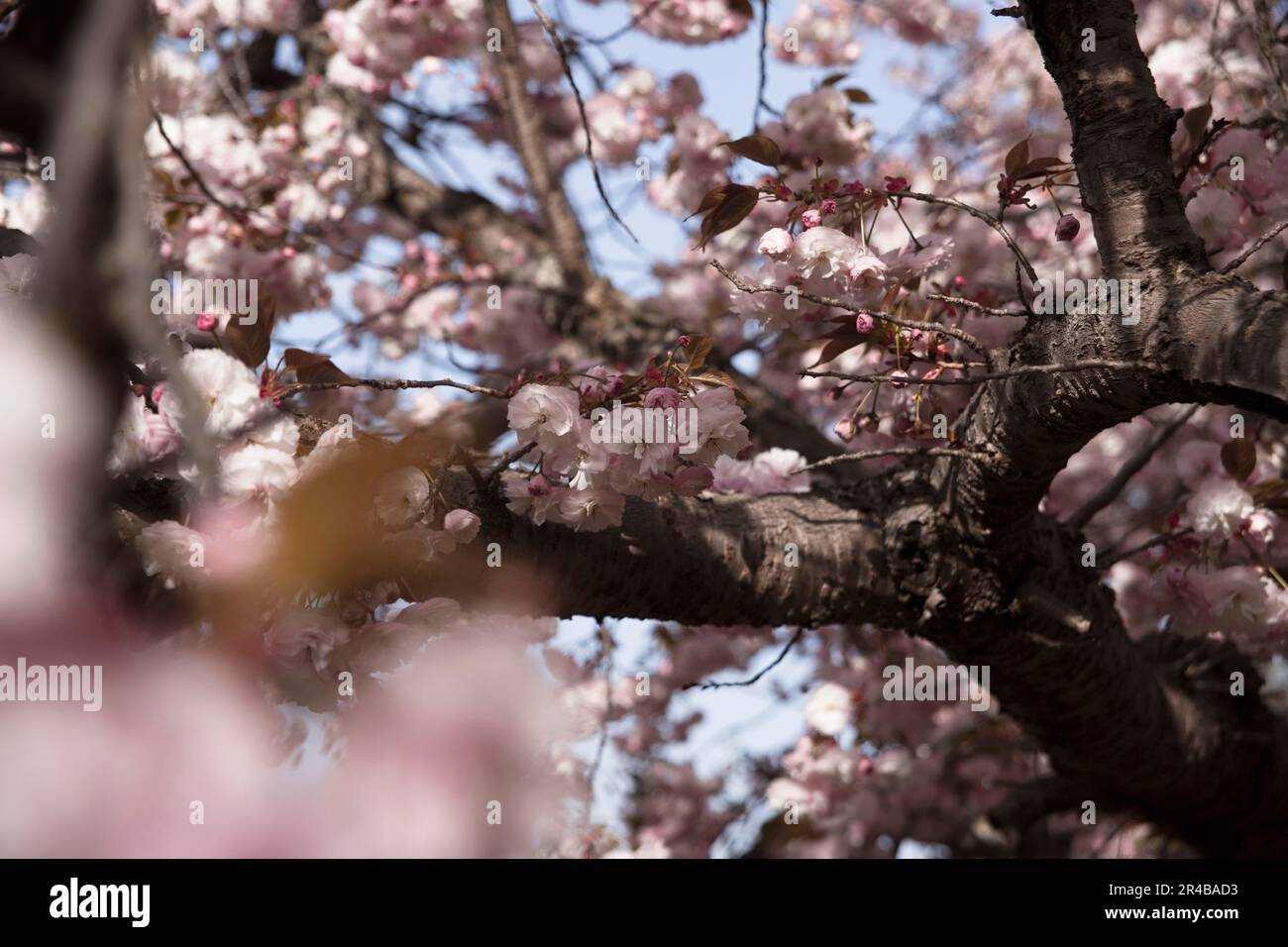 Japanese cherry (Prunus serrulata) in South Korea, branch, deciduous ...