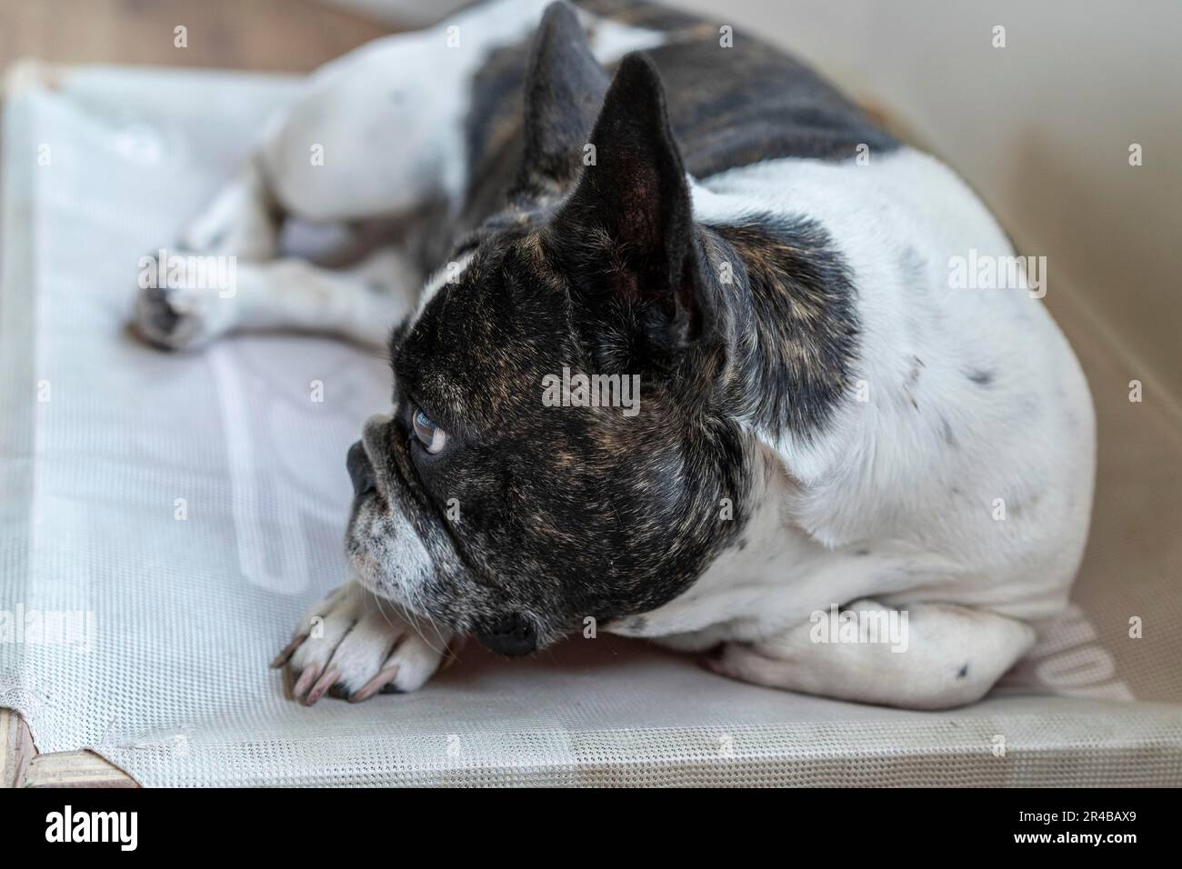 Relaxed french bulldog puppy hi-res stock photography and images - Alamy