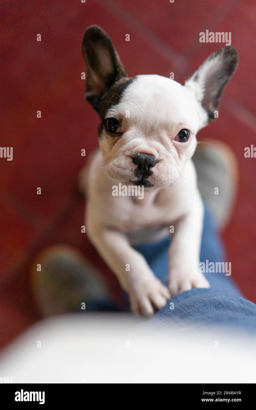 Cute small dog standing on two legs and looking at camera. Red ...