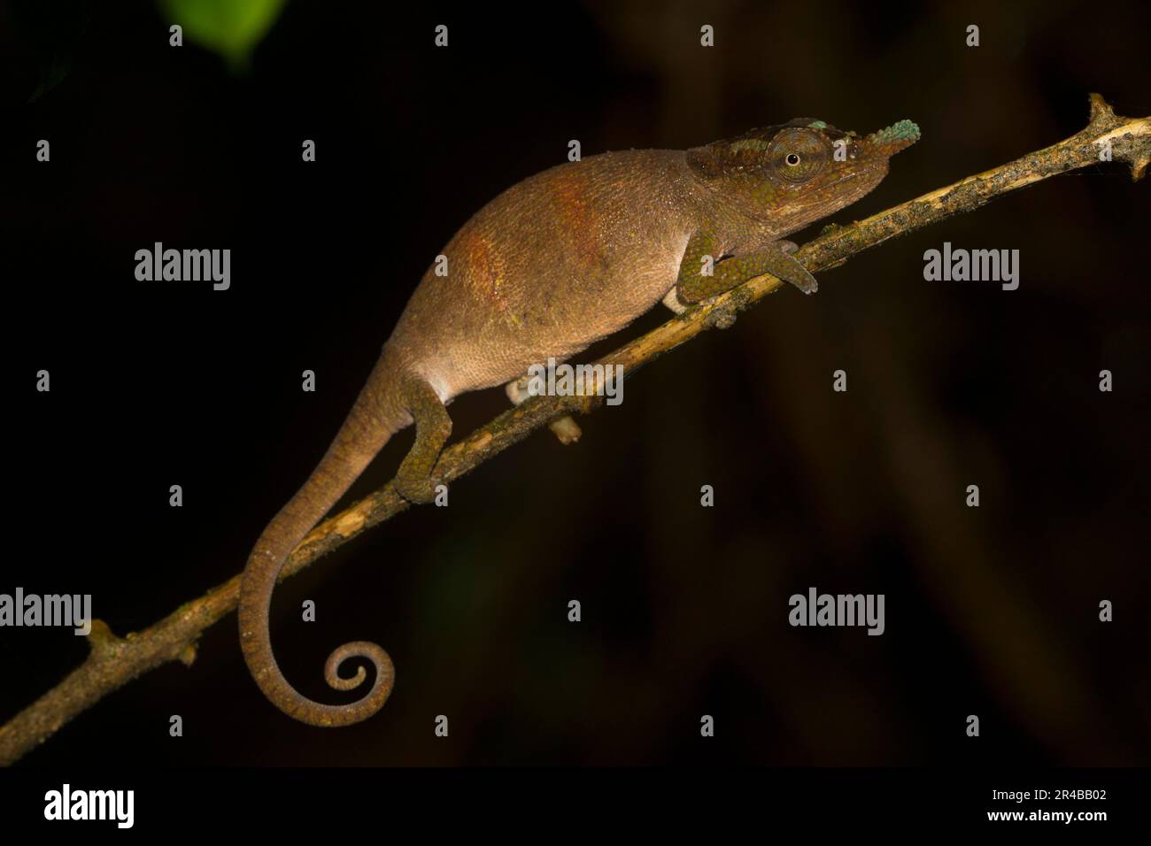 Chameleon (Calumma linotum) on branch, female, pregnant, in the ...