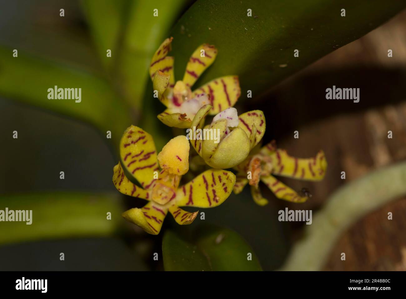 Madagascar flower hi-res stock photography and images - Alamy