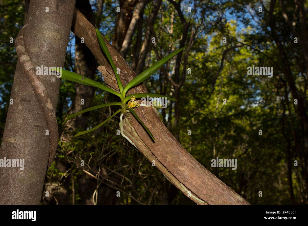 Orchid (Acampe pachyglossa), growing as an epiphyte on a tree trunk ...