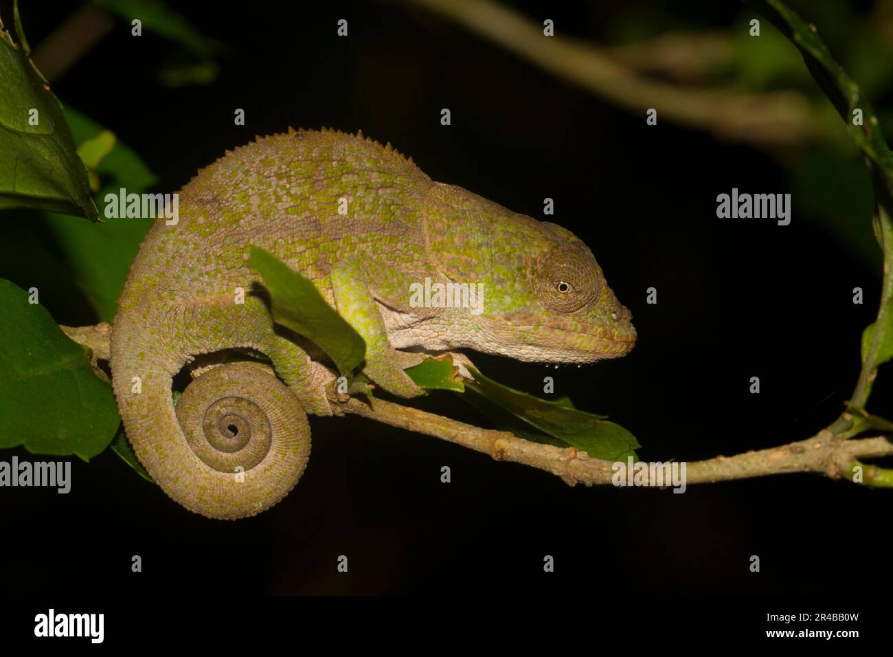 Chameleon (Calumma amber) on branch, juvenile, in the rainforest of ...