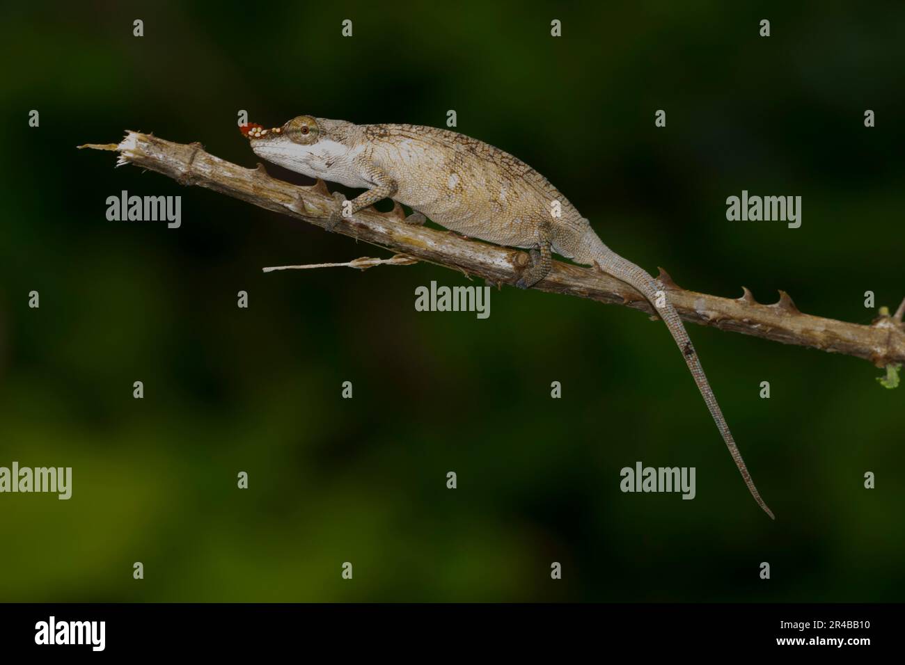 Long-nosed chameleon (Calumma gallus) on branch, female, Vohimana ...