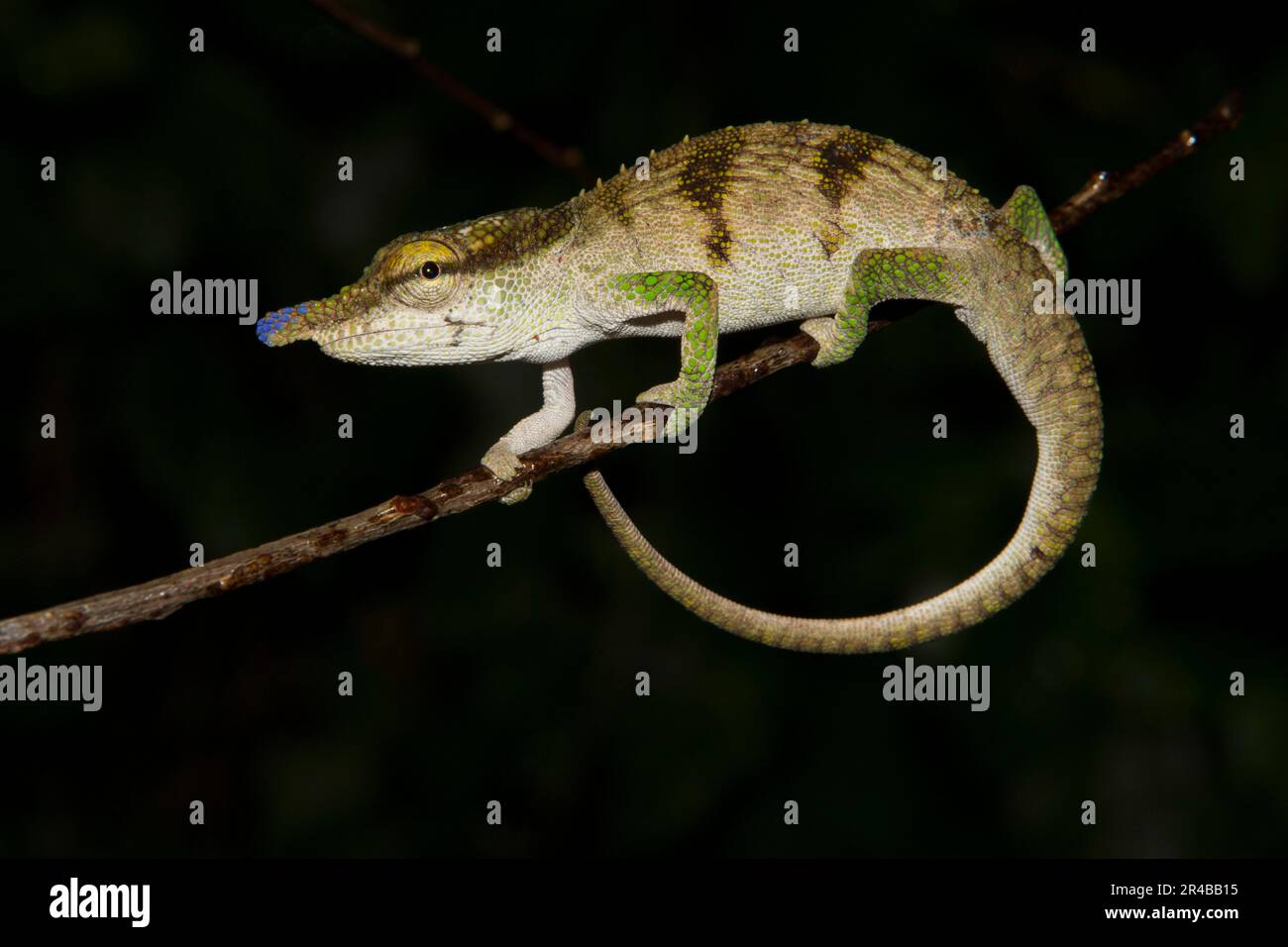 Chameleon (Calumma linotum) on branch, male with blue nose, in the ...
