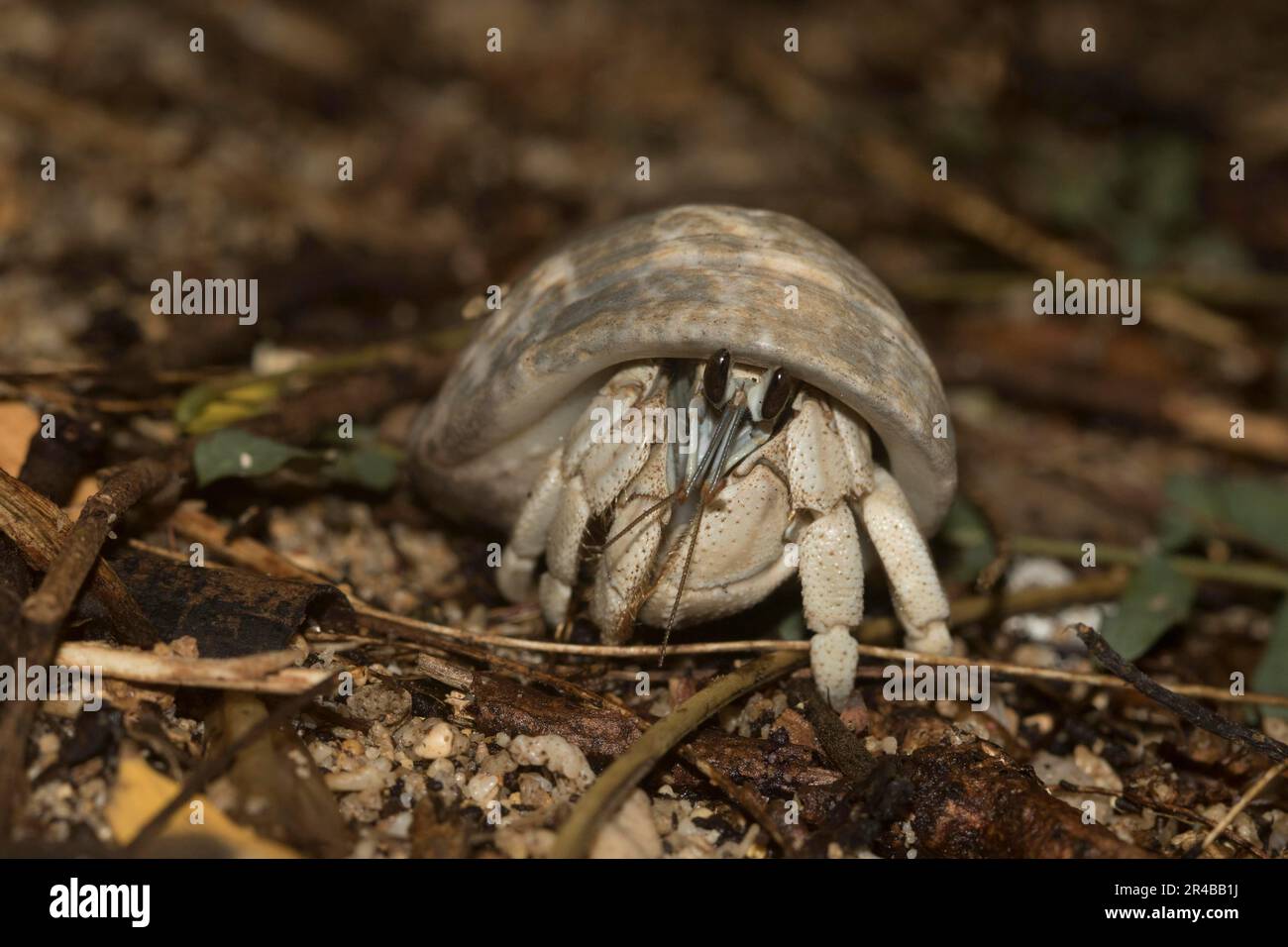 Hermit crab in foliage layer on Nosy Tanikely Island, Northwest ...