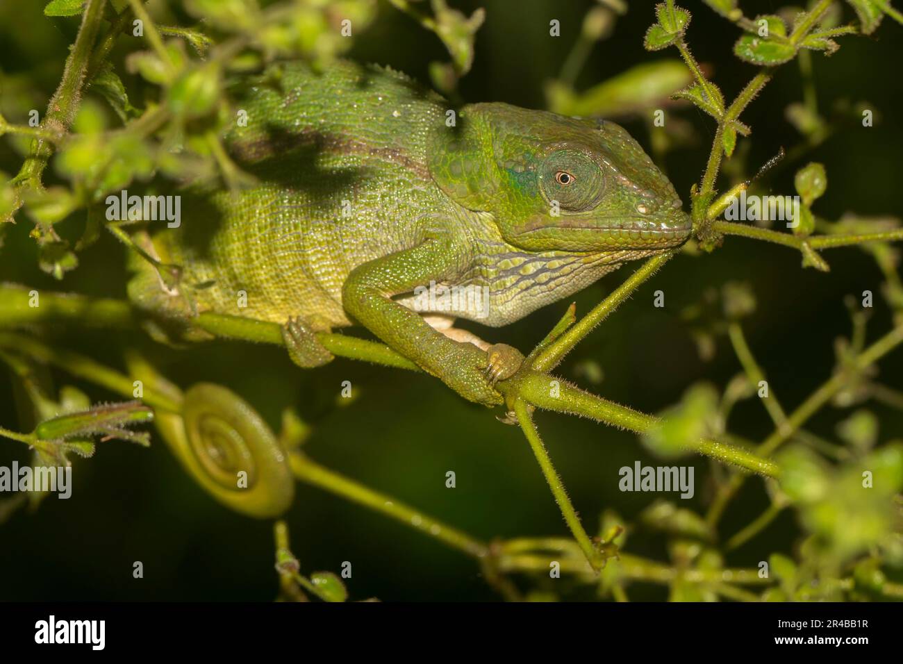 Chameleon (Calumma amber) in shrubby plant, female, in the rainforest ...
