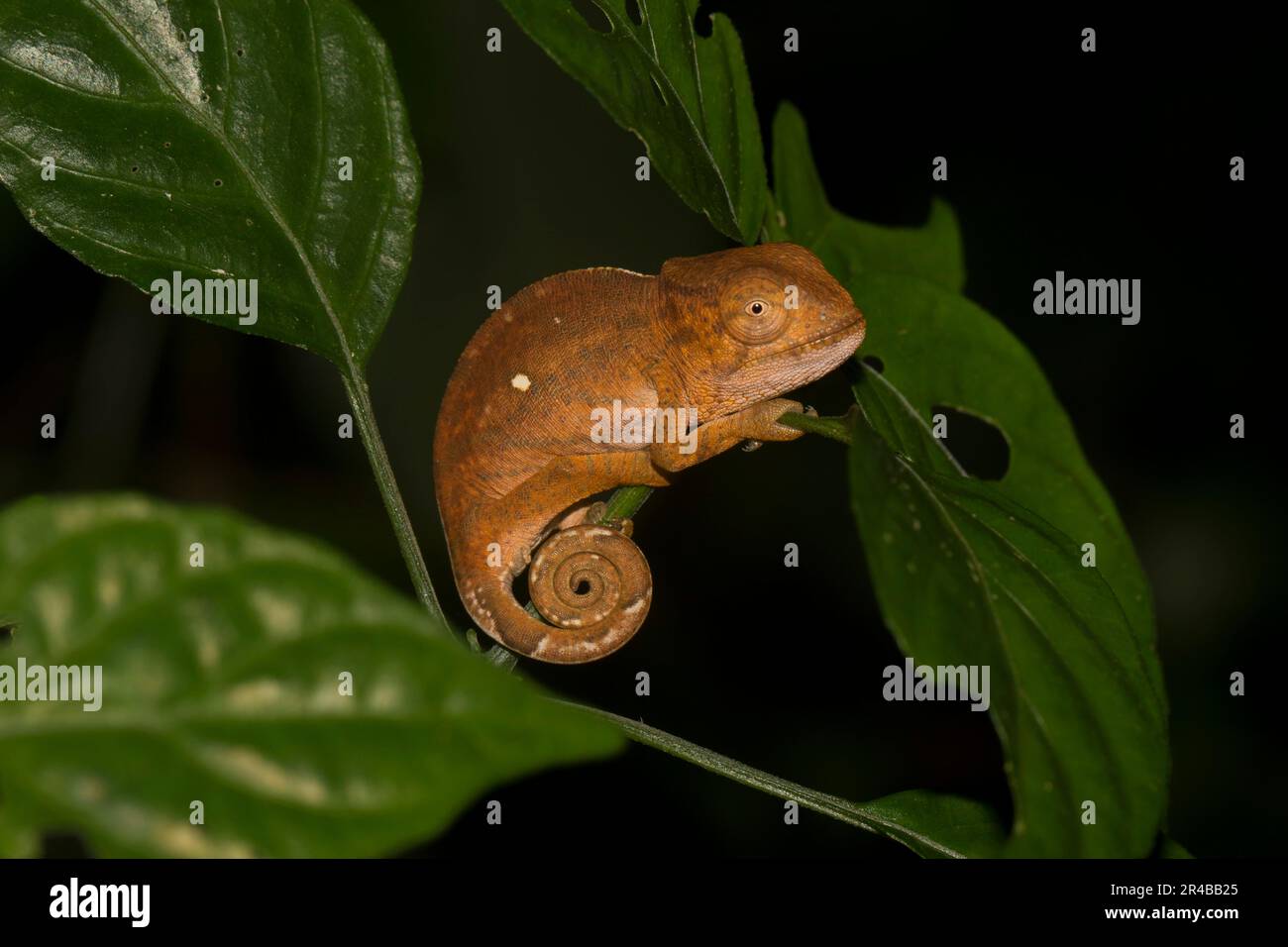 Chameleon (Calumma ambreense) on blade of grass, juvenile, in the ...