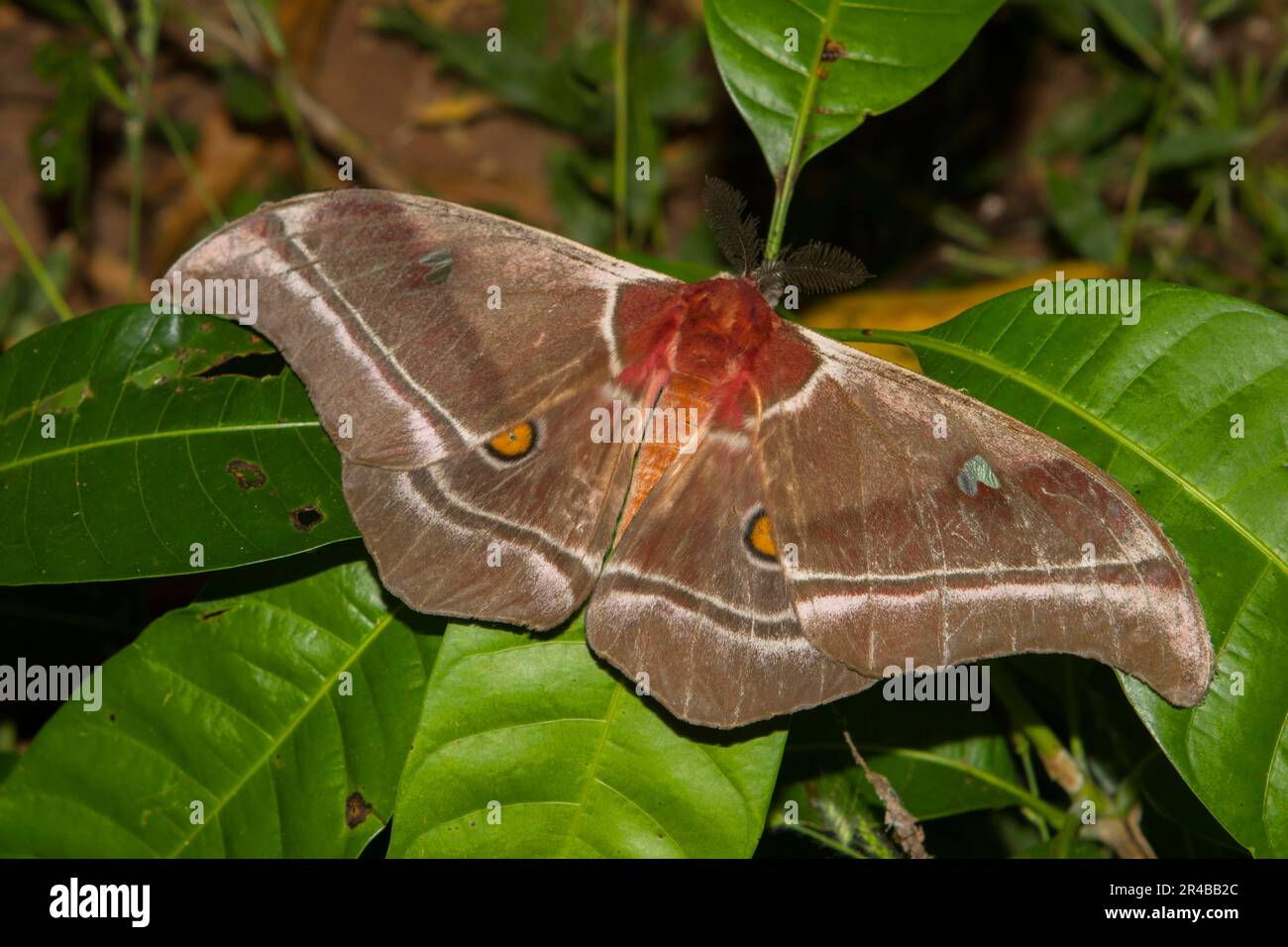Madagascar emperor moth (Bunaea aslauga) on green leaves in the dry ...