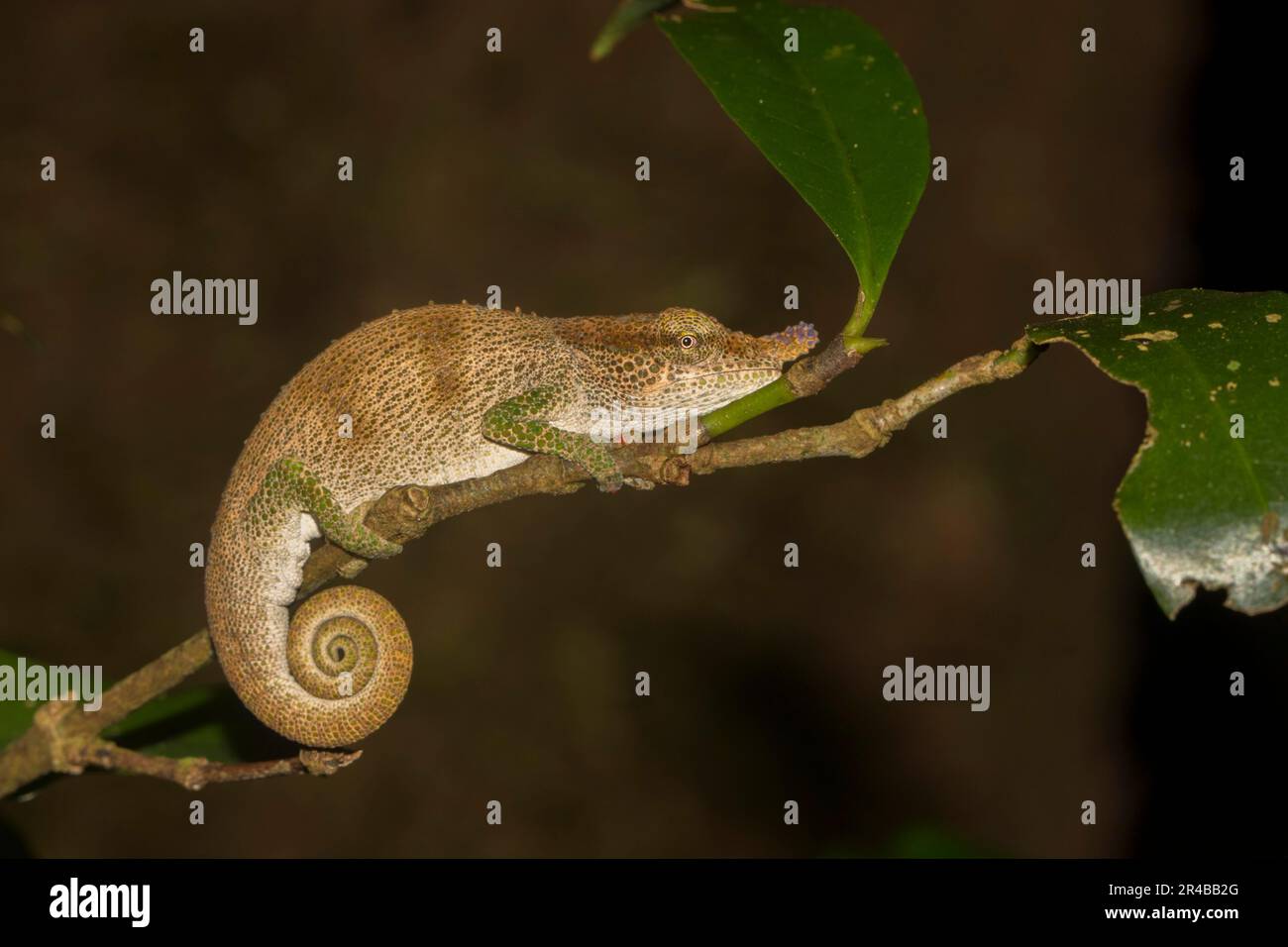 Chameleon (Calumma linotum) on branch, in the rainforest of the ...
