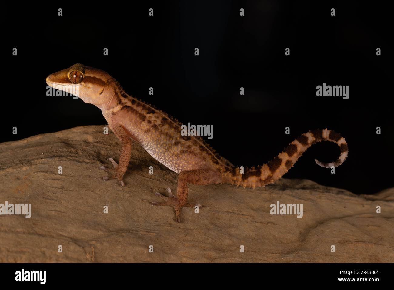 Stumpff's ground gecko (Paroedura stumpffi), on rock in Ankify, North ...