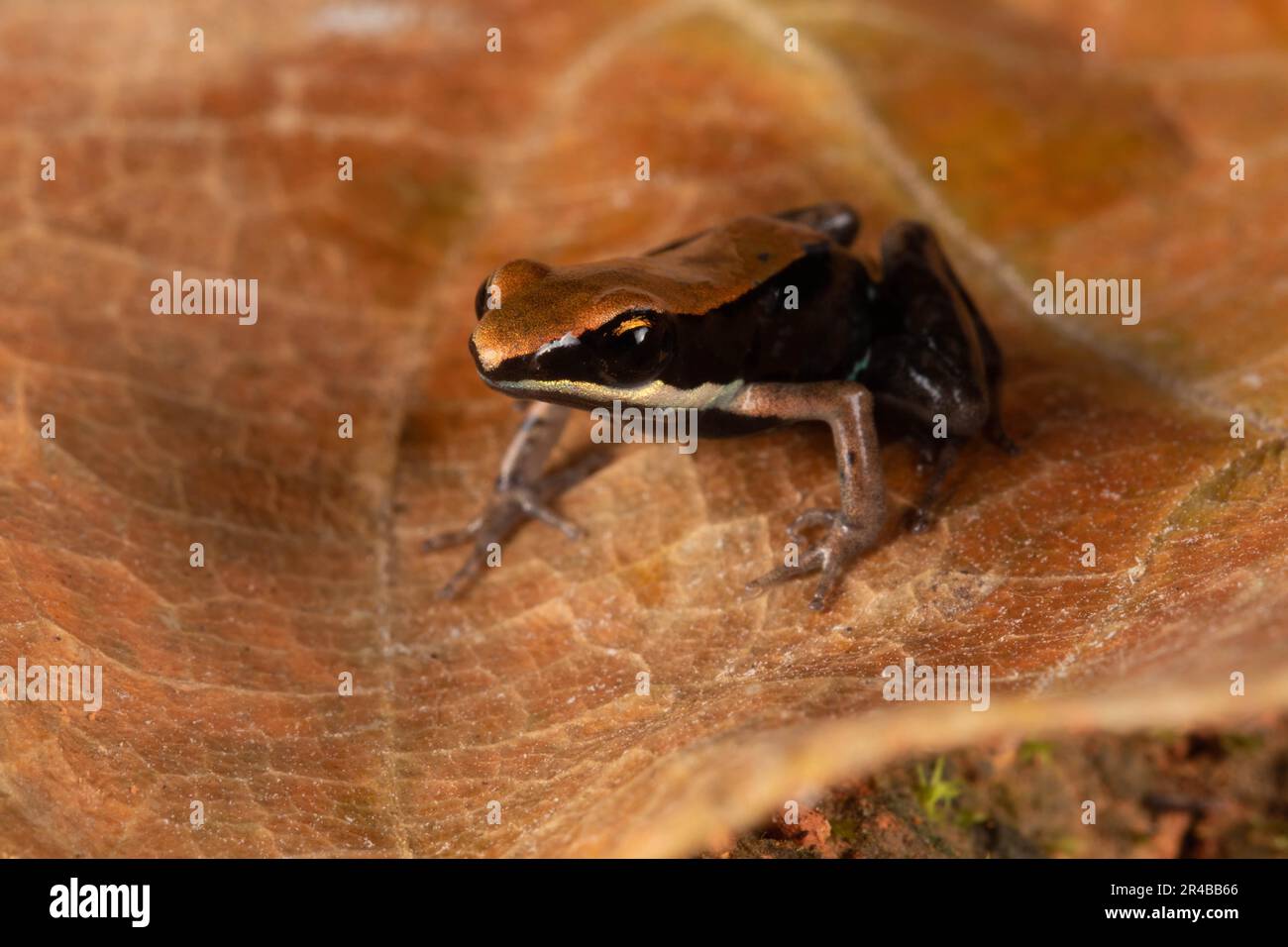 Variegated frog (Mantella ebenaui) on leaf or foliage in the rainforest of Ankify, north-west ...