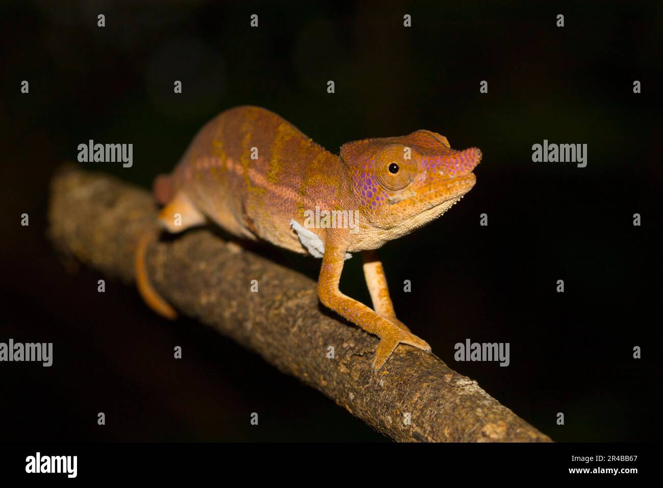 Rhinoceros chameleon (Furcifer rhinoceratus), three-legged female ...