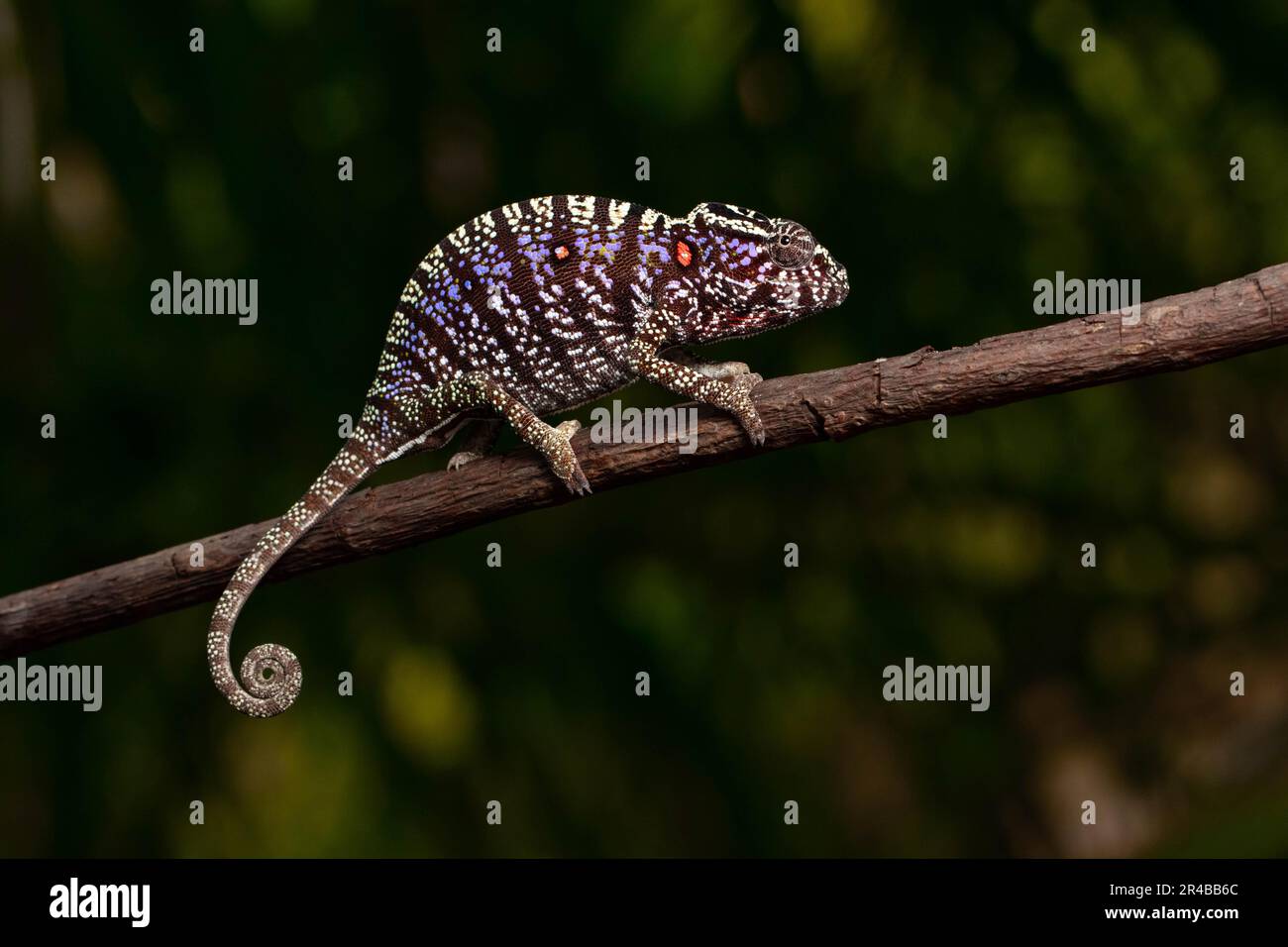 Rediscovered female voeltzkow's chameleon (Furcifer voeltzkowi ...