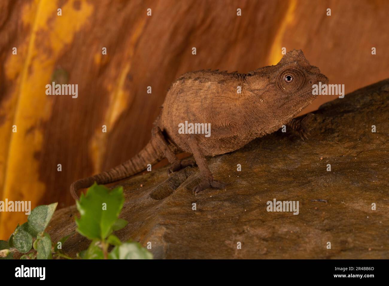 Female Stumpff's earth chameleon (Brookesia stumpffi) in the rainforest ...