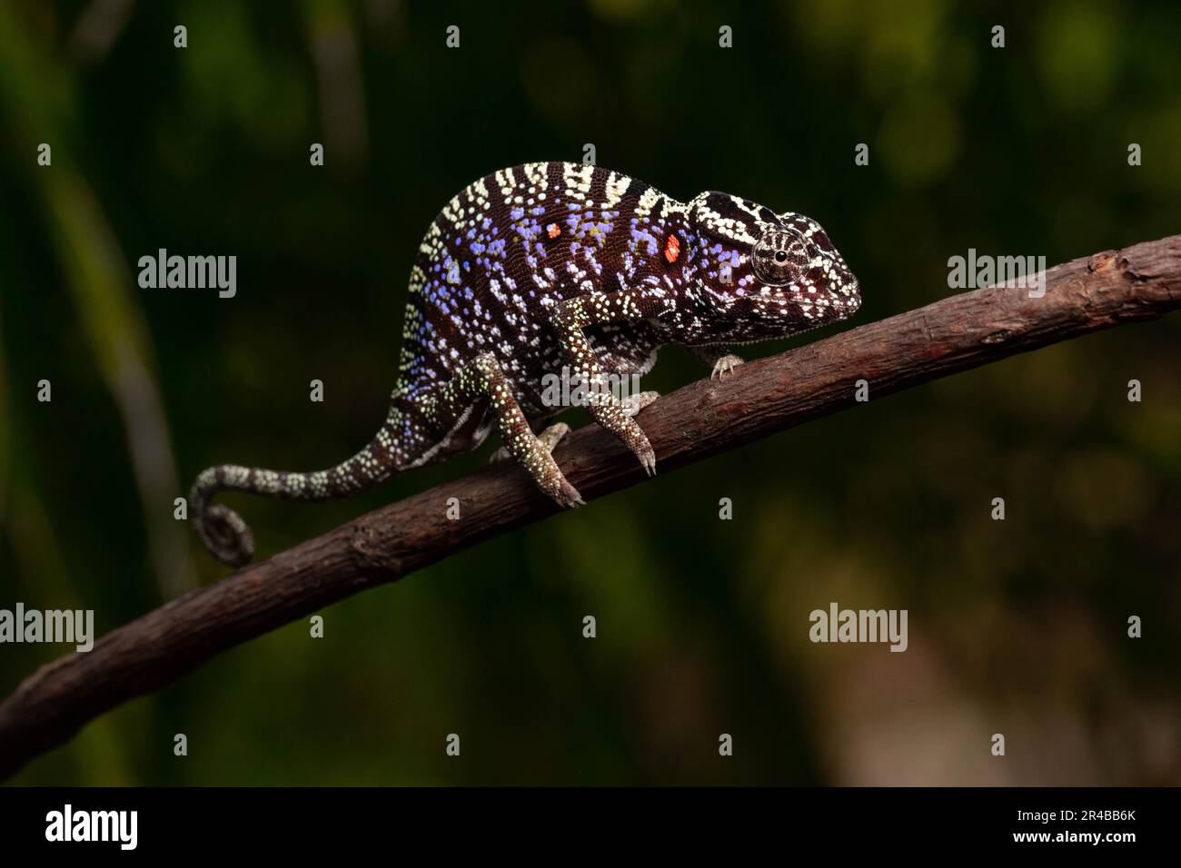 Rediscovered female voeltzkow's chameleon (Furcifer voeltzkowi ...