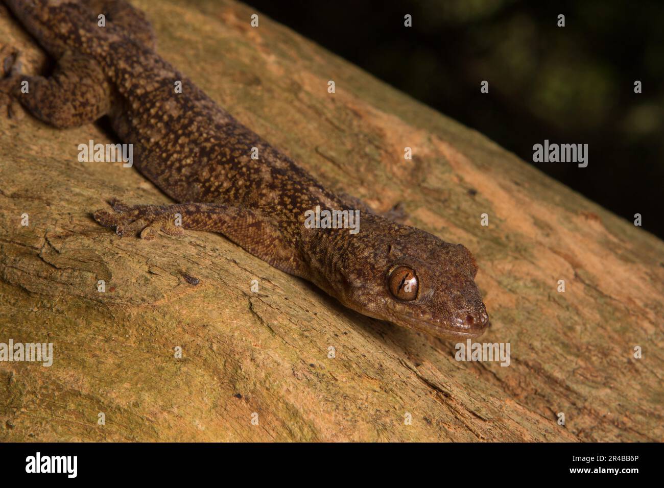 Velvet gecko (Blaesodactylus ambonihazo), portrait, on tree bark in the ...