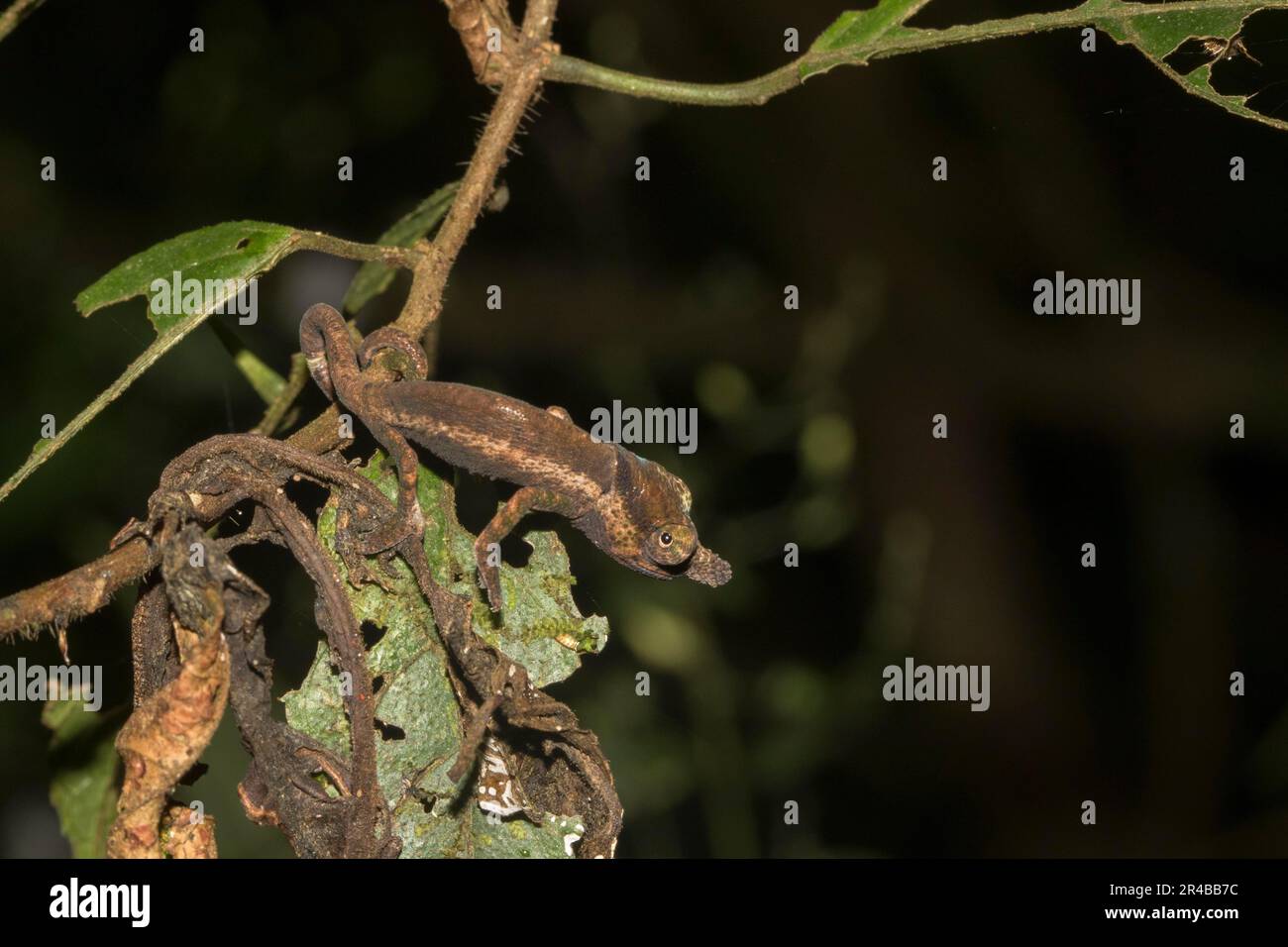 Chameleon (Calumma linotum) on branch, juvenile camouflaged between ...
