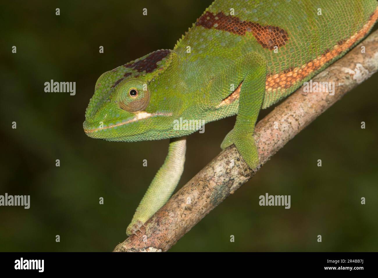 Timo's chameleon (Furcifer timoni), female, on branch in the rainforest ...