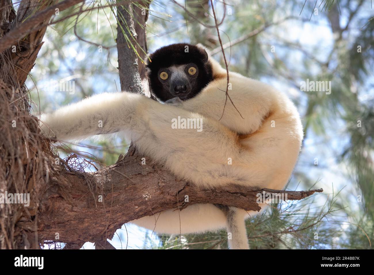 Female crowned sifaka (Propithecus coronatus) with young in tree ...