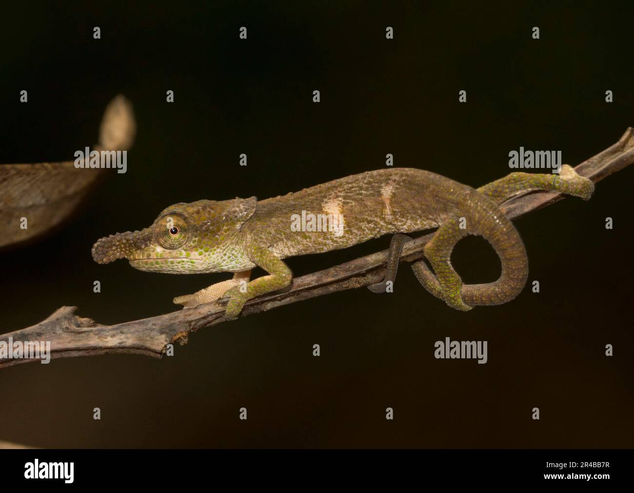 Chameleon (Calumma linotum) on branch, male, in the rainforest of ...