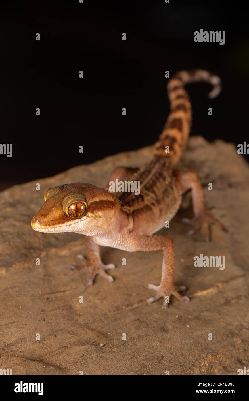 Stumpff's ground gecko (Paroedura stumpffi), on rock in Ankify, North ...