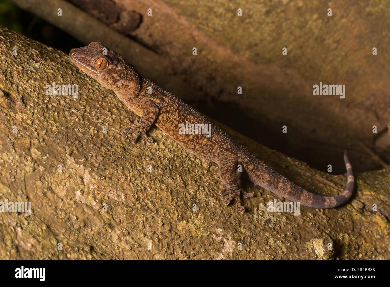 Madagascar endangered forest hi-res stock photography and images - Alamy