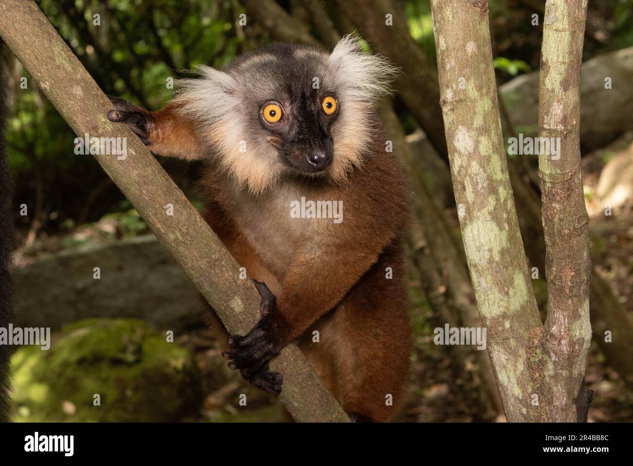 Female black lemur (Eulemur macaco) on branch, rainforest of Nosy Komba ...